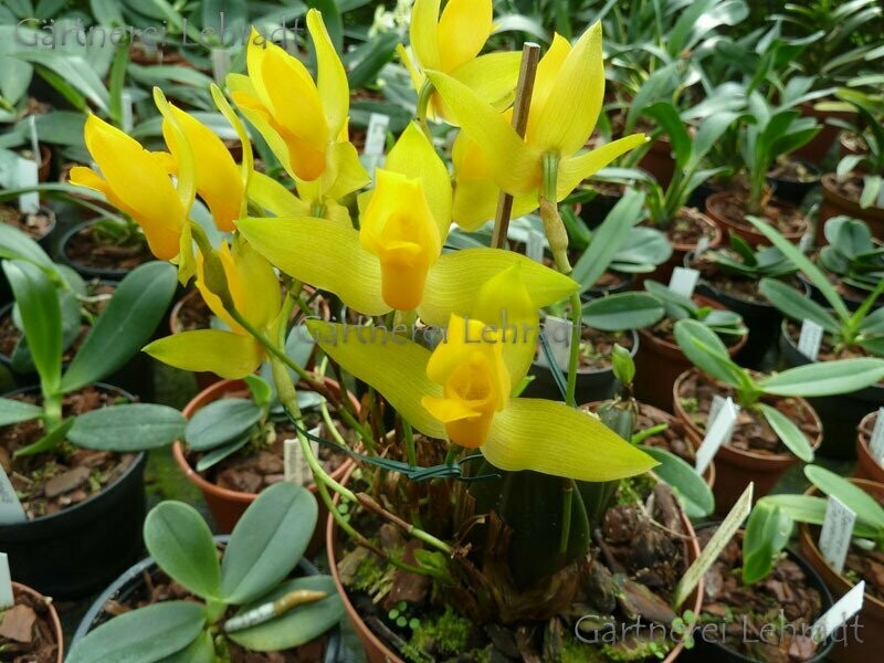 Lycaste aromatica