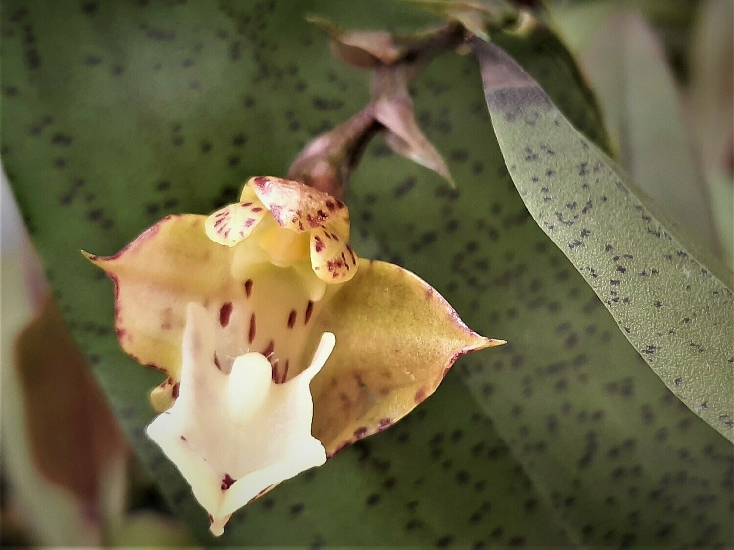 Polystachya maculata