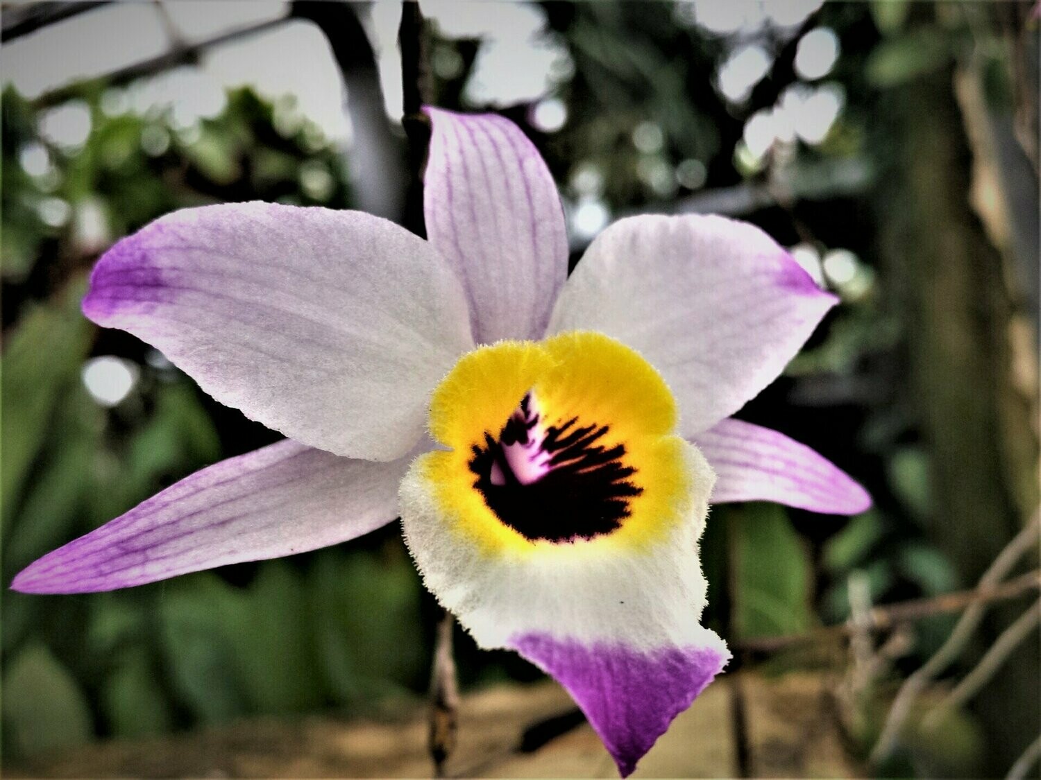 Dendrobium falconeri