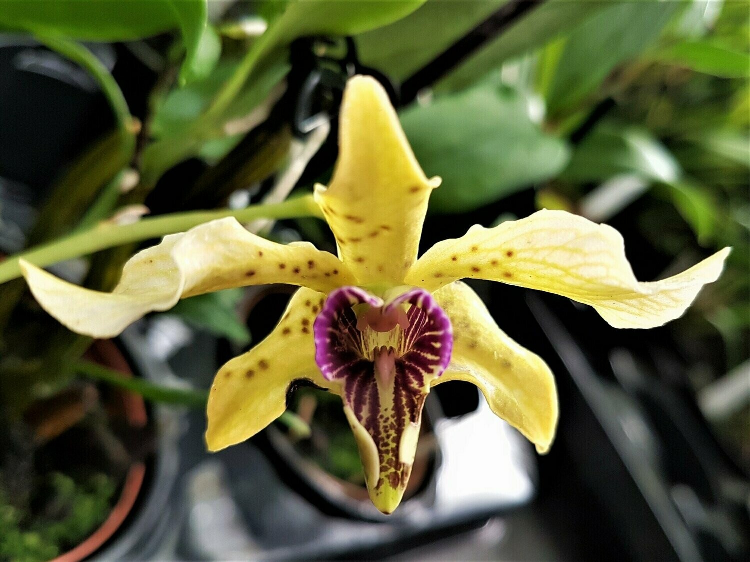 Dendrobium atroviolaceum