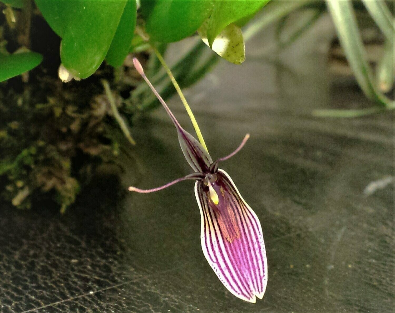 Restrepia purpurea 'Vino Tinto'