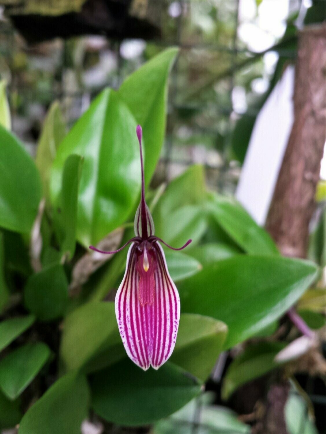 Restrepia purpurea 'Vino Tinto'