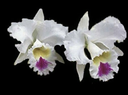 Rlc. Liou Hope 'Ball'