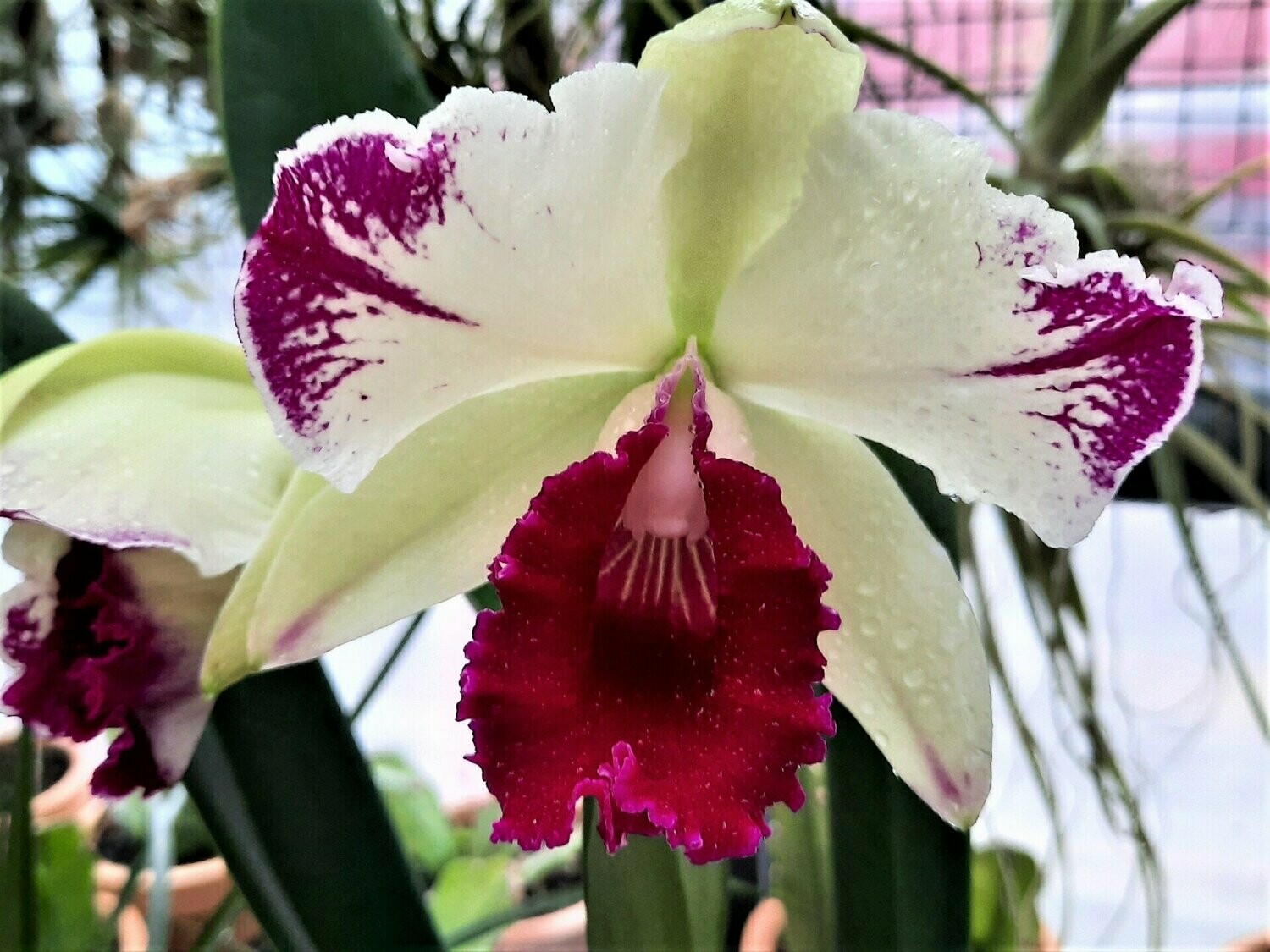 Blc. Kuwale Gem.'Withe Sword'