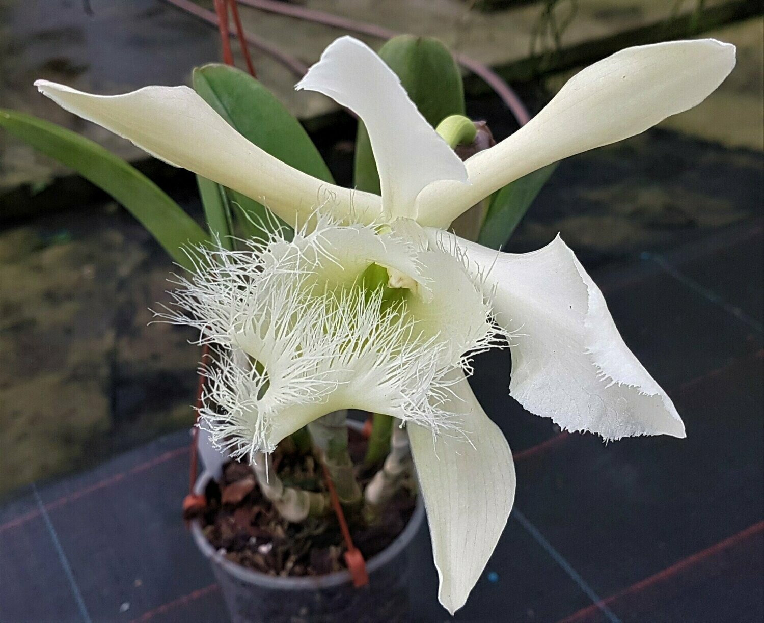 Brassavola Digbyana Neu
