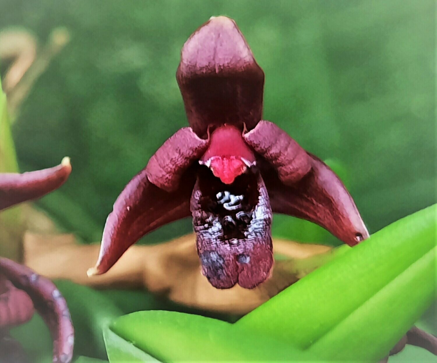 Maxillaria variabilis