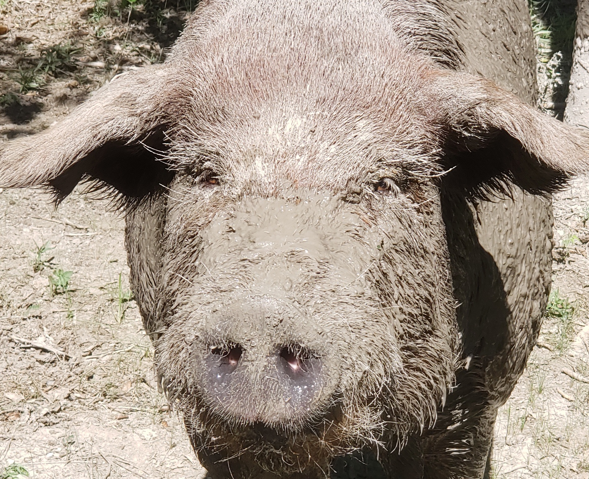 Red Wattle Piglets, Pork and RWPP.Org