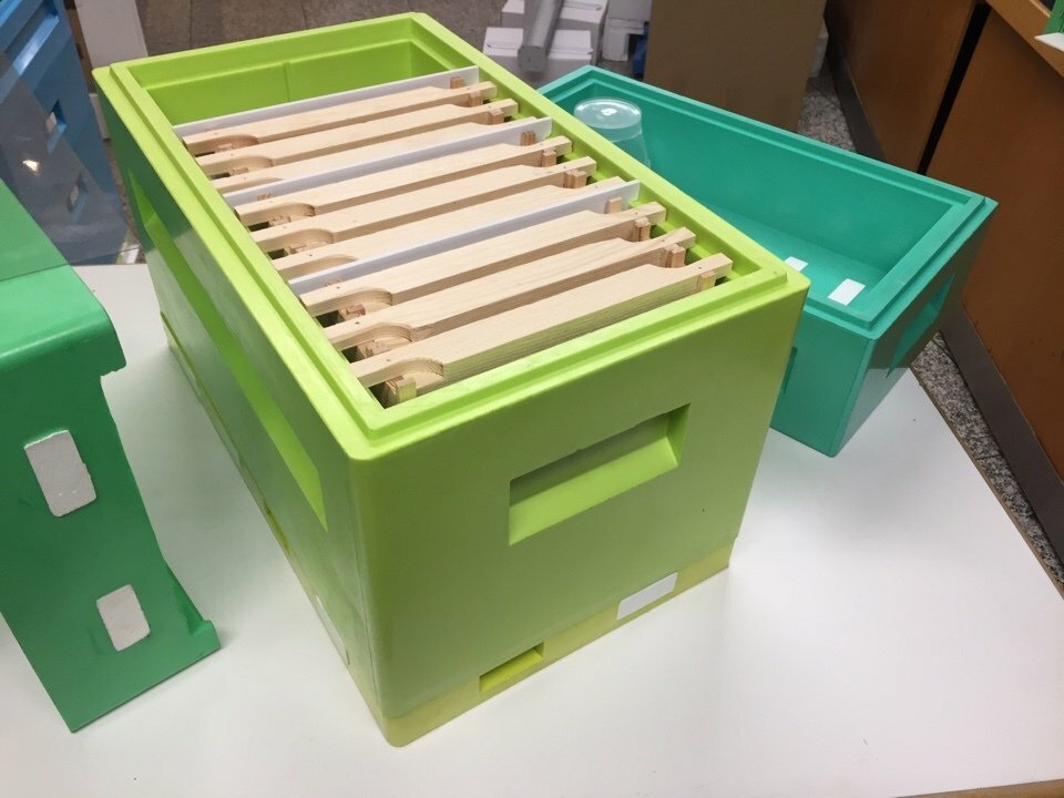 Ableger 12er Mini Plus