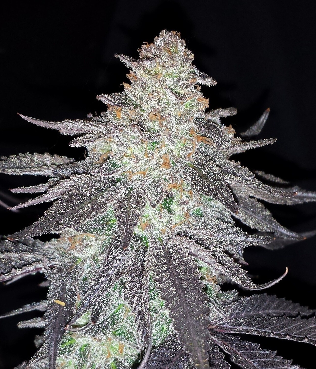 Grape Gushers X Sour Patch Kids Qty 5 Regulars