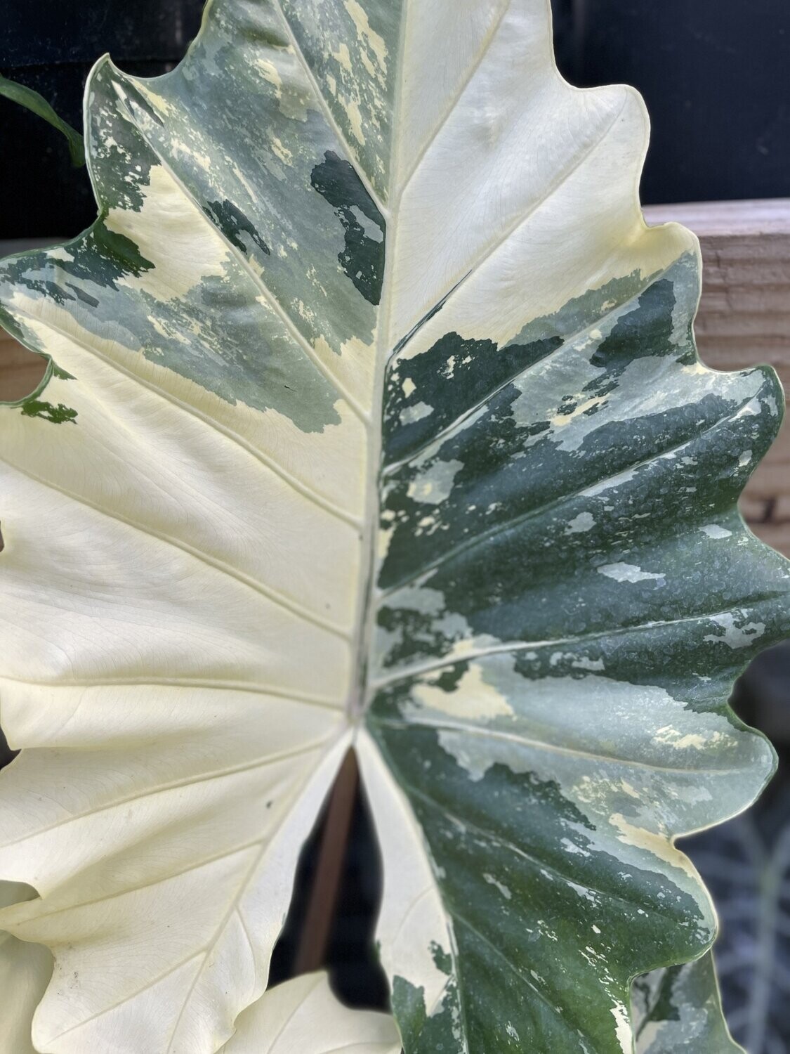 Variegated Alocasia Portora