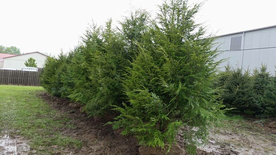 Canadian Hemlock Tree 10' (Low Stock)