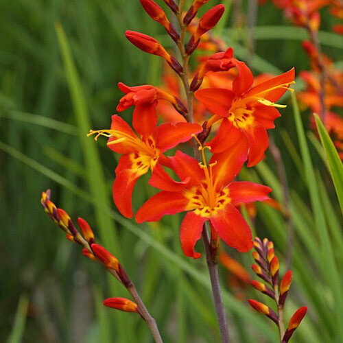Montbretia