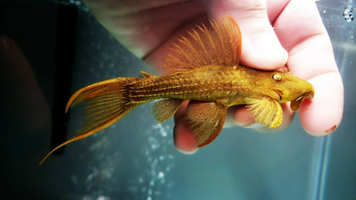 Pseudacanthicus pitanga L24 - (Red Fin Cactus/Flame Pleco)