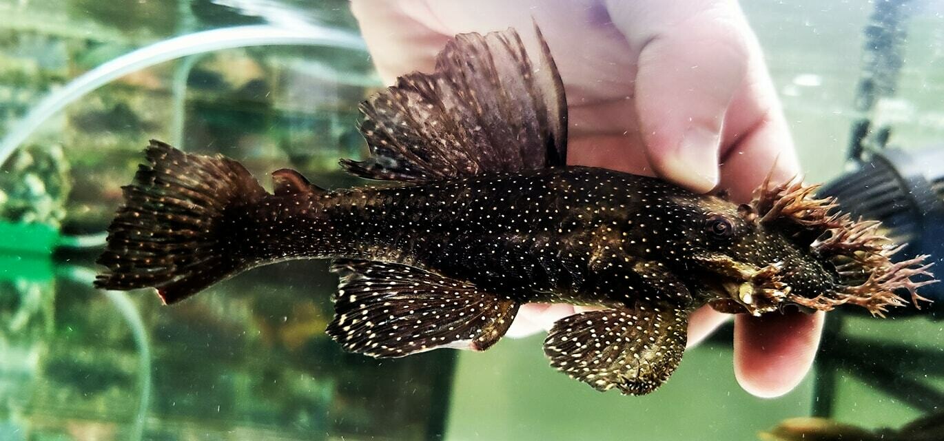 Ancistrus sp. L120 L182 - (Starlight Bristlenose Pleco)