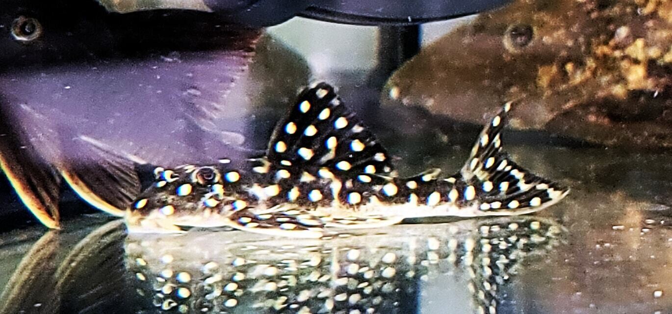 Baryancistrus sp. L142 (Snowball/Big White Spot Pleco)