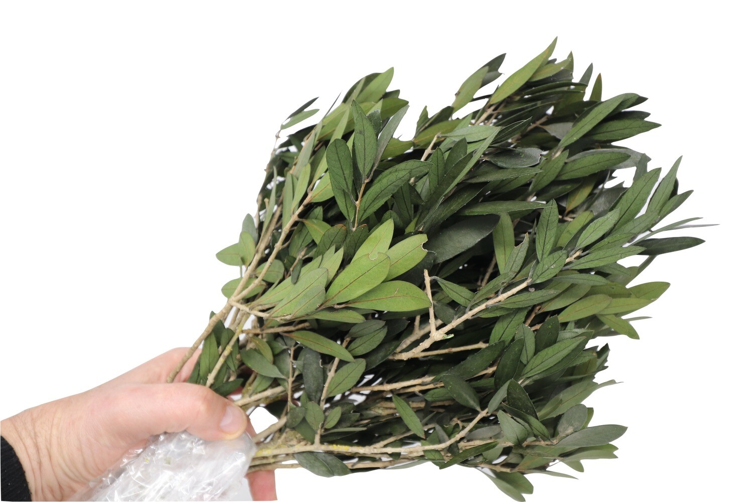 Preserved Wild Olive Tree | 5 units green