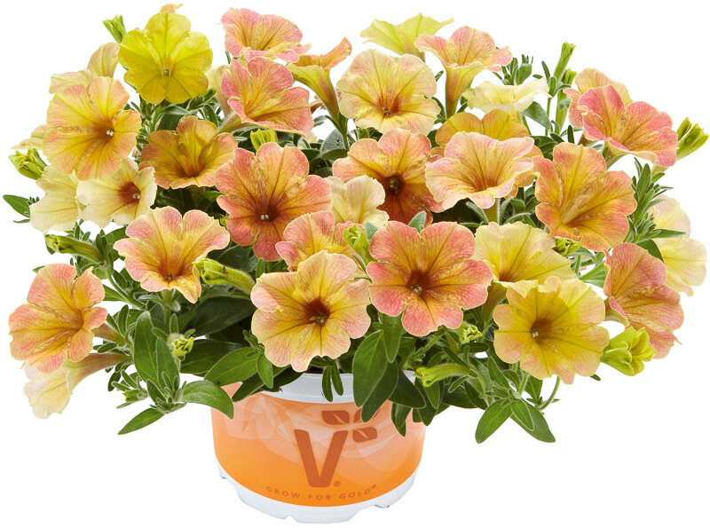 Petunia, Special Mango. Petunia x atkinsiana