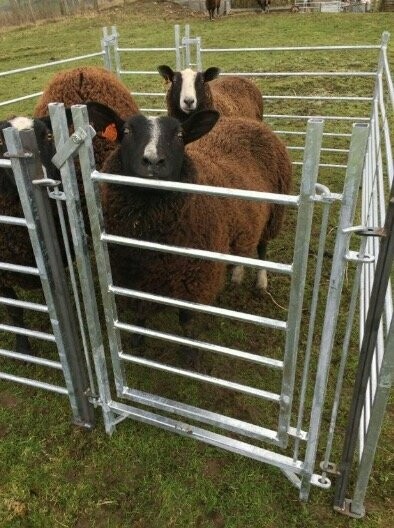 2ft Pass Gate