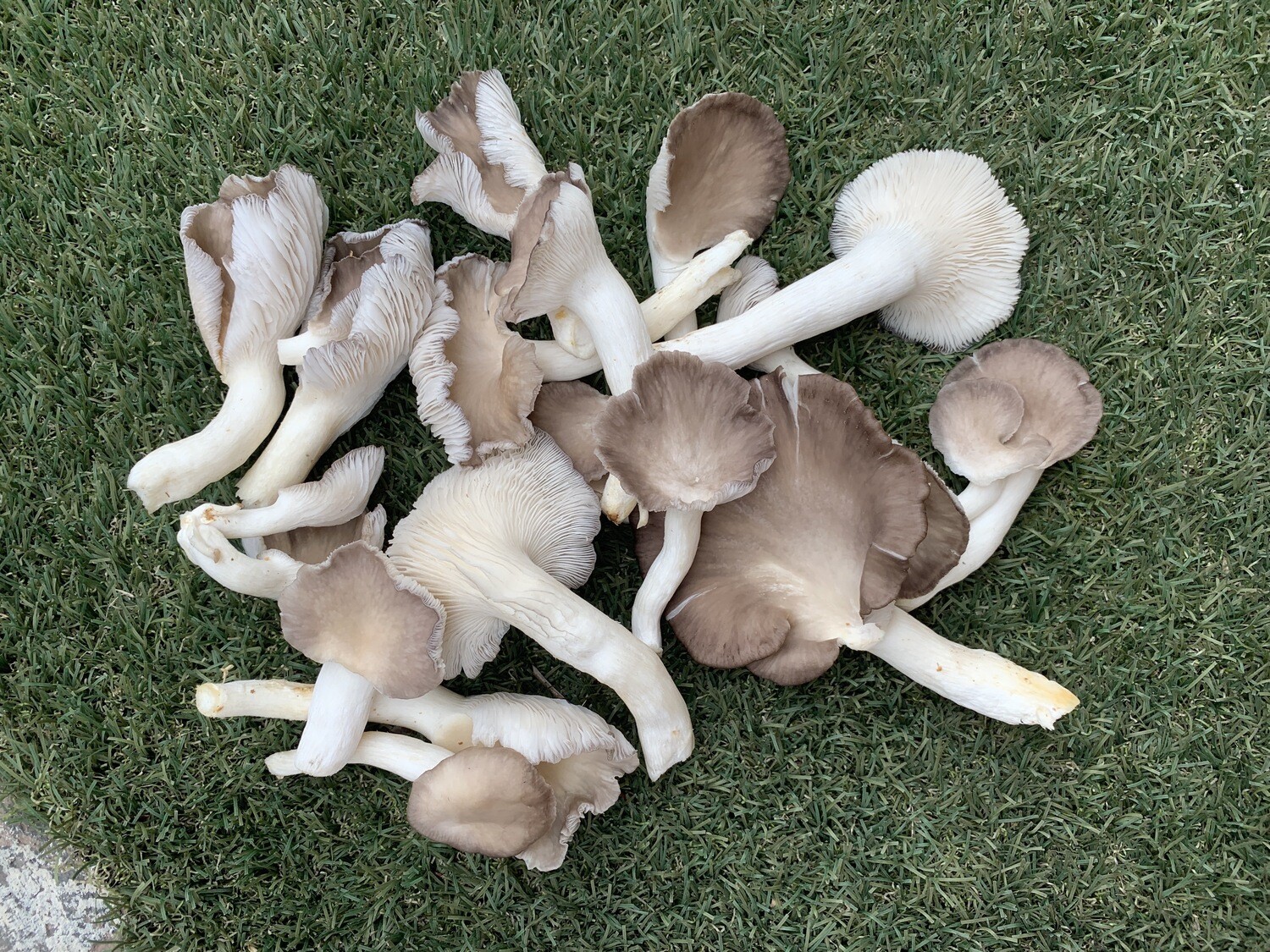 Fresh Organic Oyster Mushroom - 500 Grams