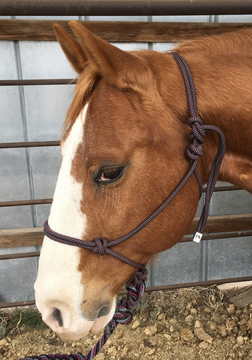Halters & Lead Ropes