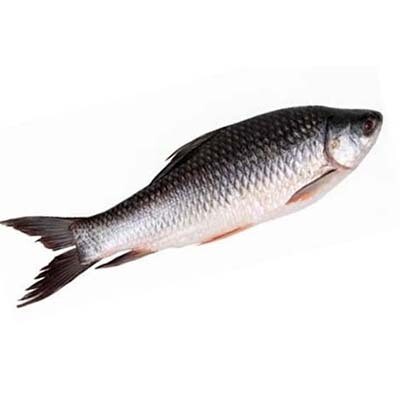 WHOLE ROHU FISH - PR KG 99