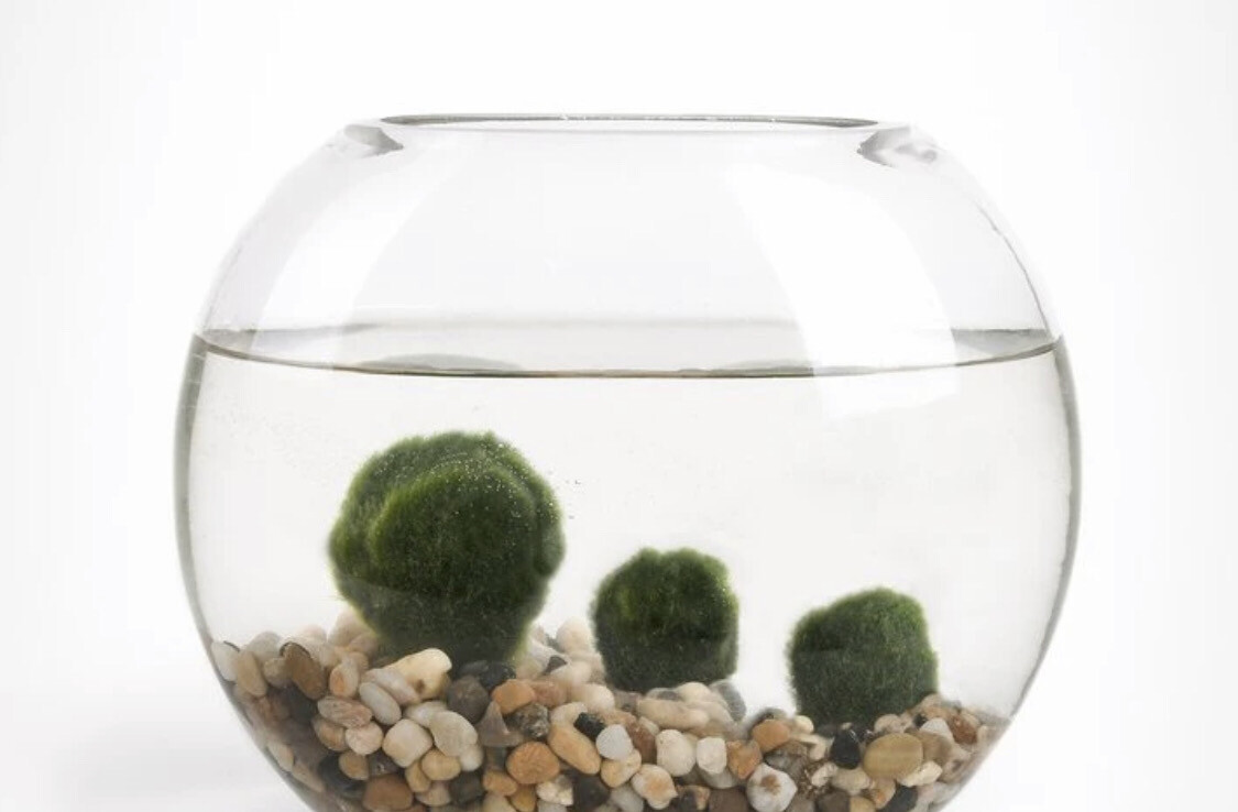 Marimo loptica