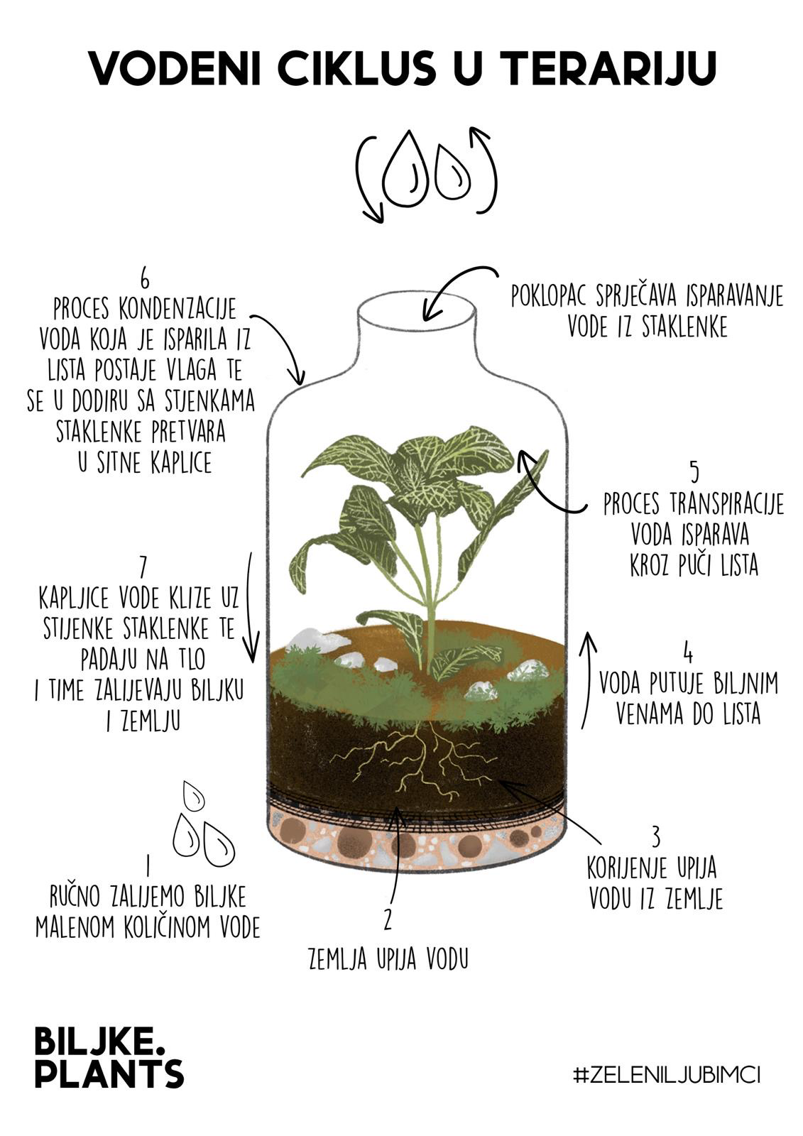 Kondenzacija u terariju za biljke