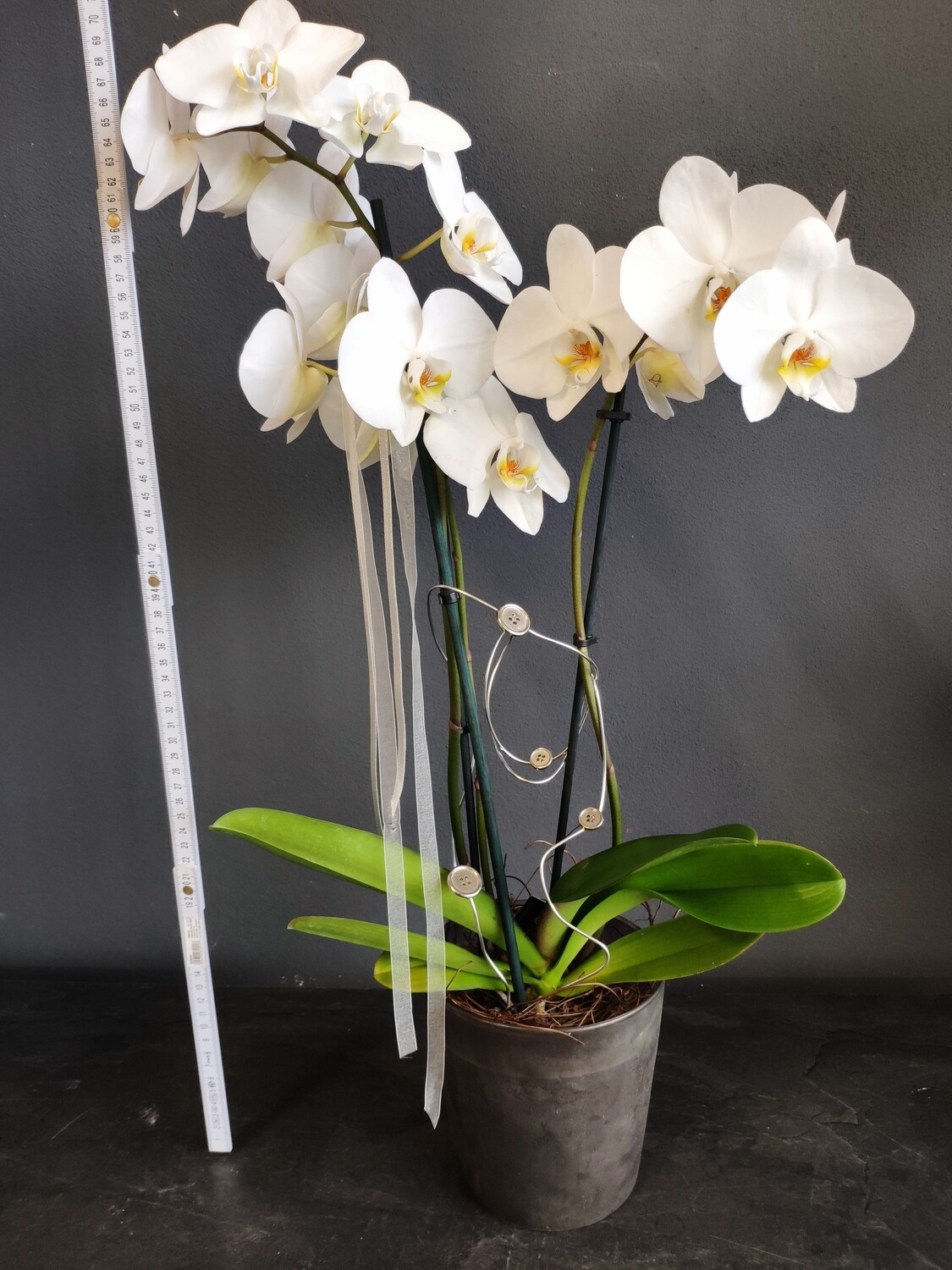 Orchidee dekoriert "Standard" - Shop - Blumen und Pflanzen kaufen in ...