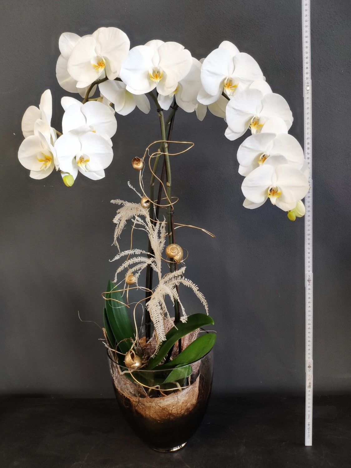 Orchidee "XXL" - Shop - Blumen und Pflanzen kaufen in Weiden - einfach ...
