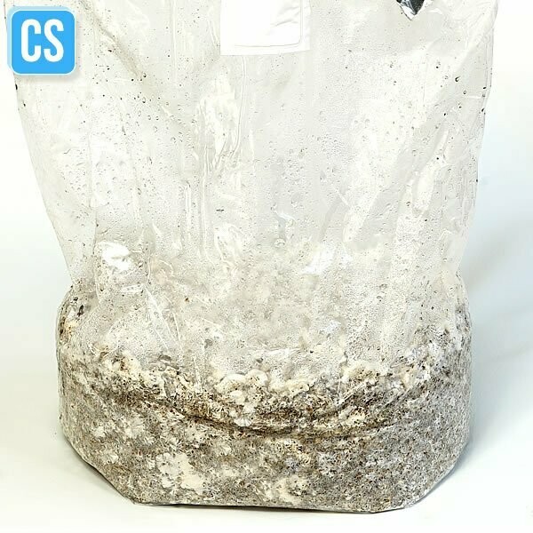 Colonized Substrate - 4 Pound Bag - CANADA ONLY