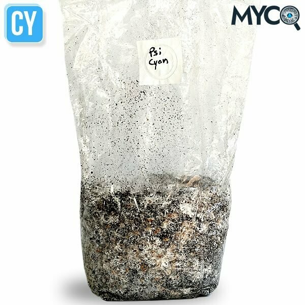 Colonized Substrate Bag - Psilocybe Cyanescens