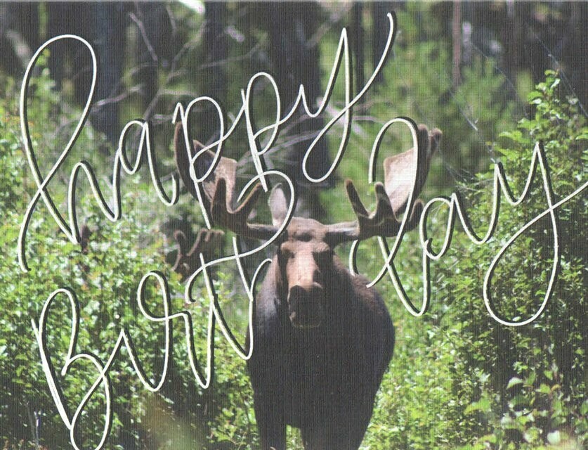 Card: Happy Birthday (moose picture)
