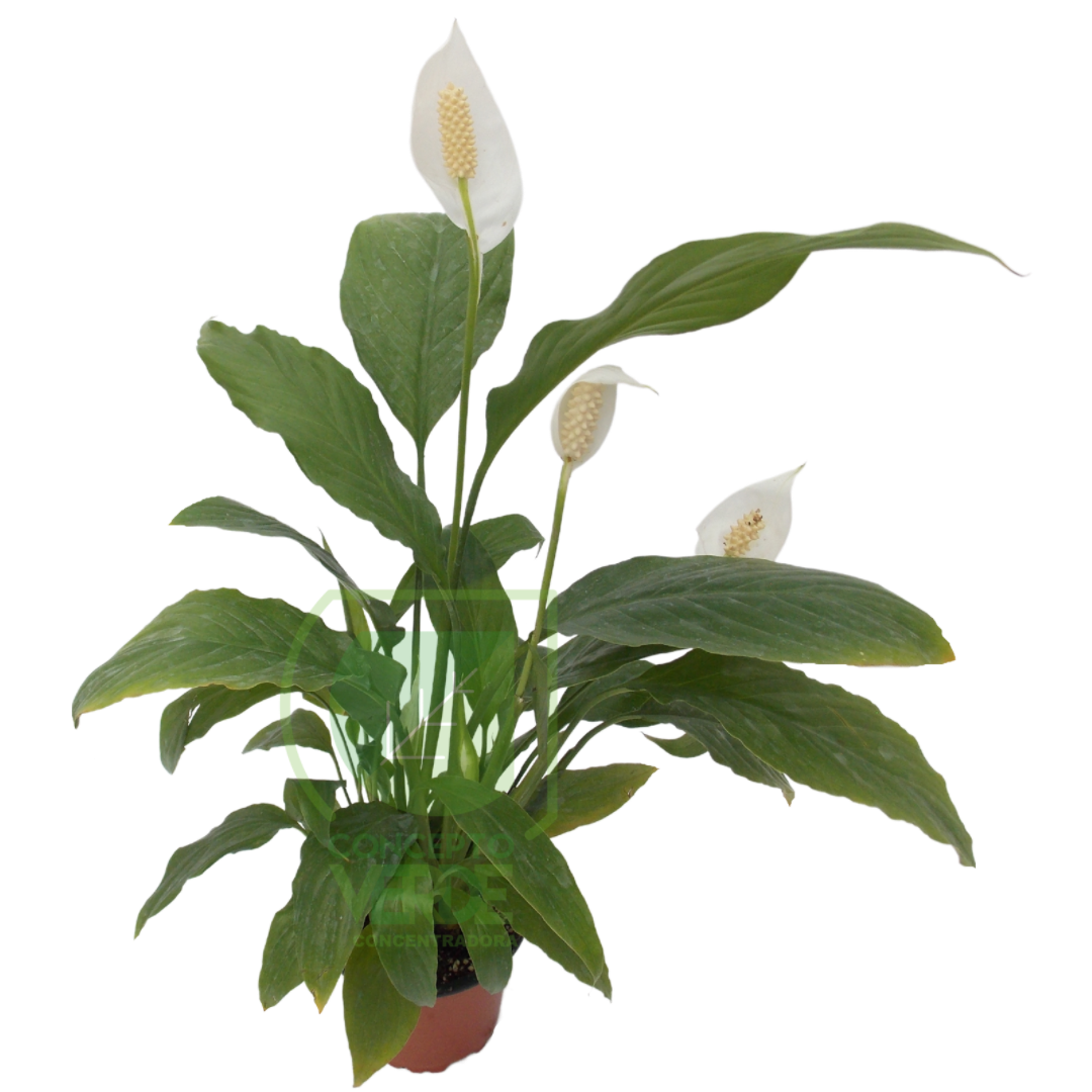 Cuna de Moisés 40cm