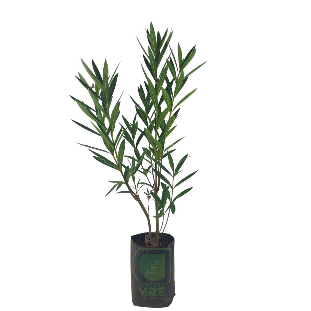 Adelfa, Rosa Laurel (#2)