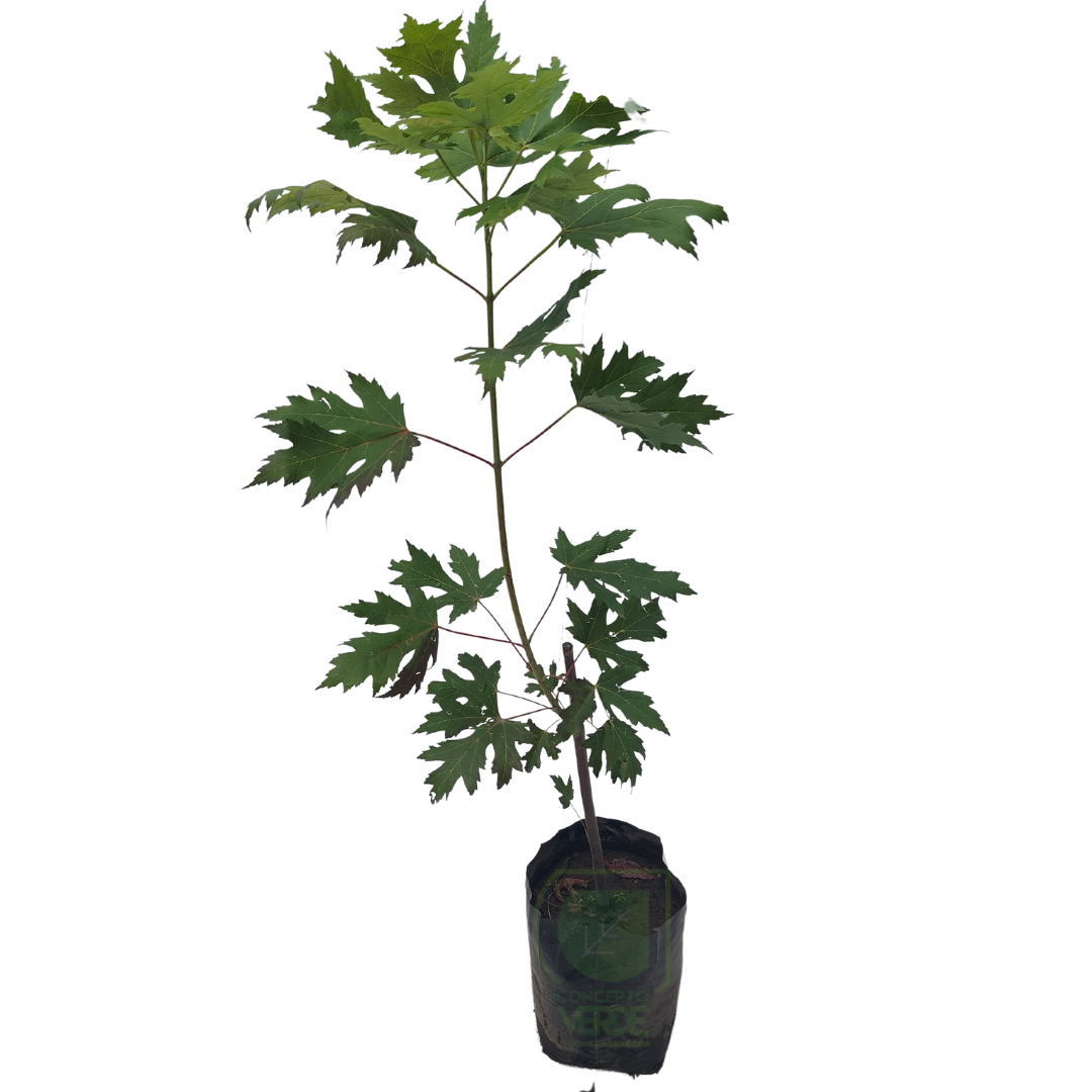 Maple Canadiense (90cm)