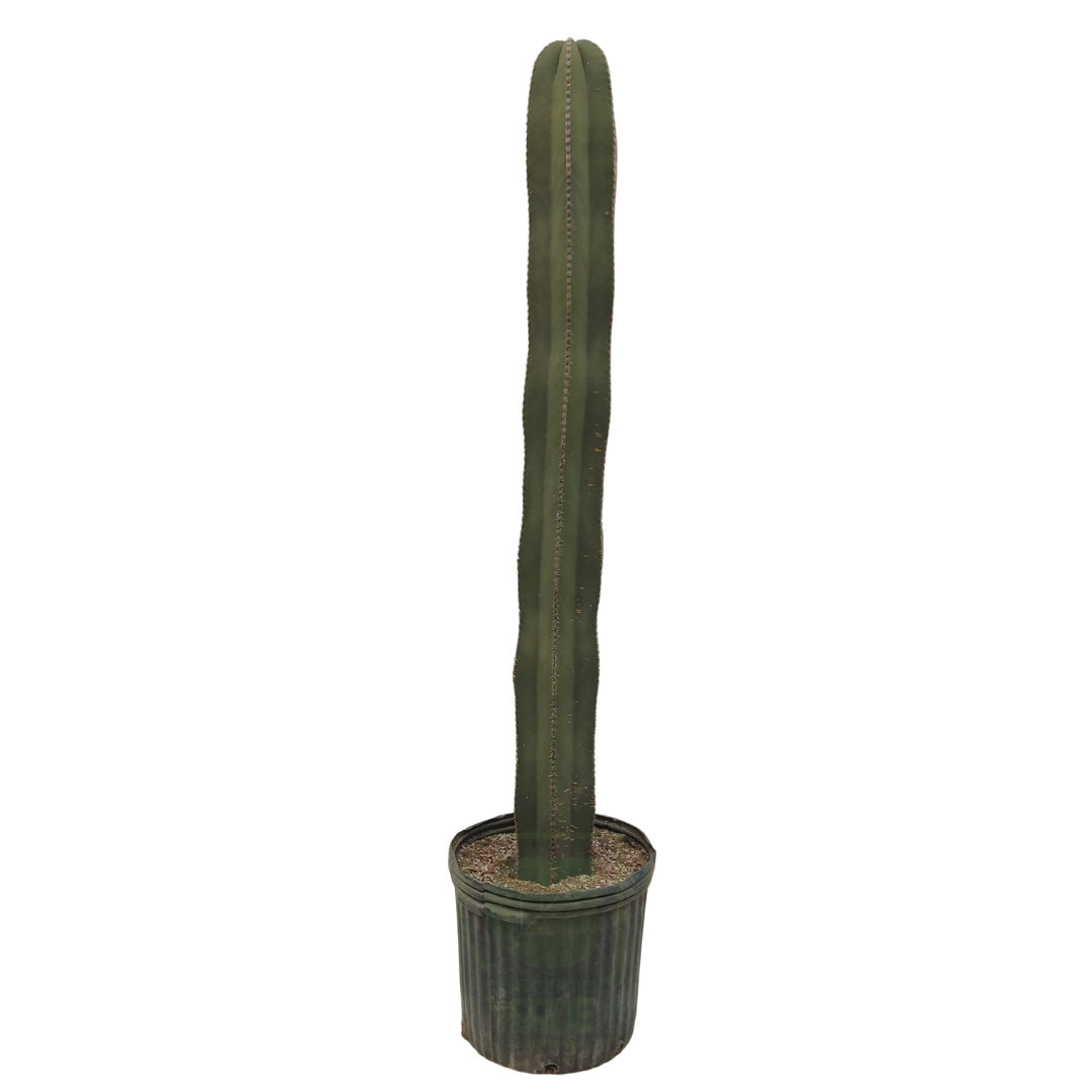 Cactus Órgano #4