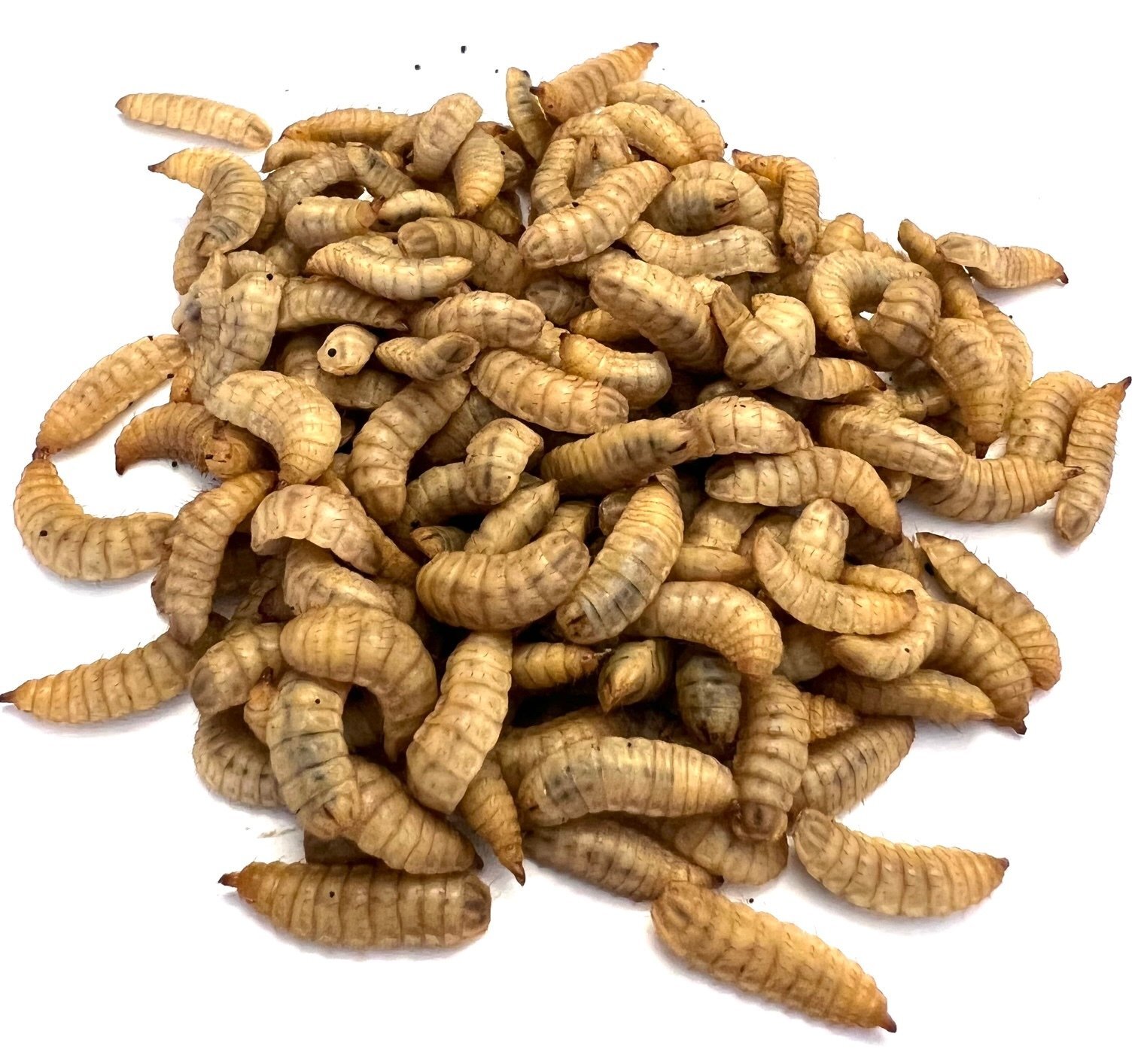 Hermetia Larven lebend