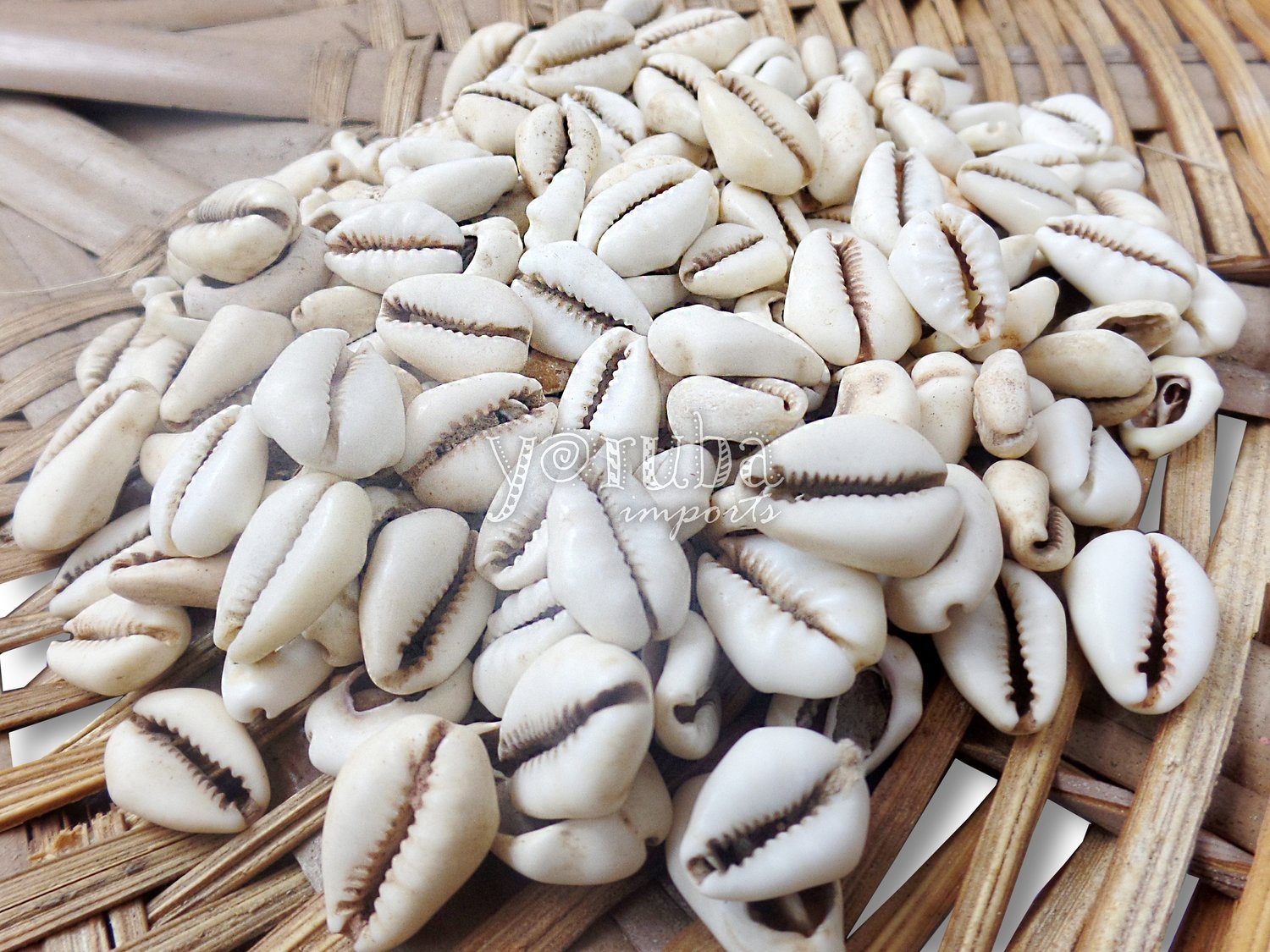 Cowrie Shells - Owo Eyo