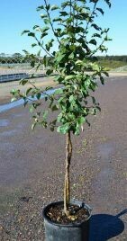 Apple, Firestorm Honeycrisp