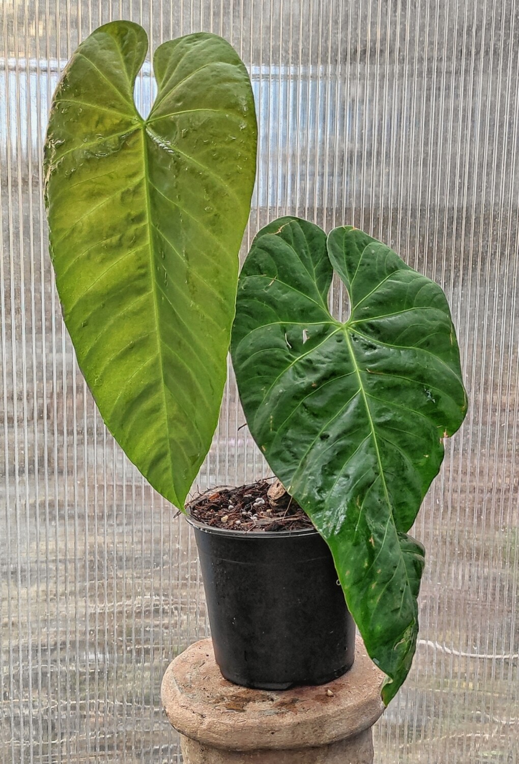Anthurium Queremalense