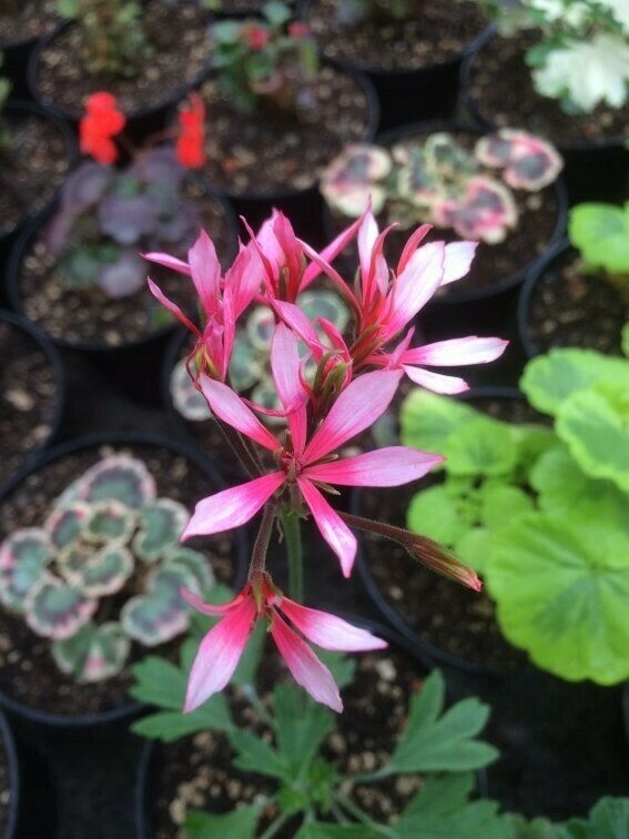 Pelargonium stellar miniatur Ansbrook Apollo A - Z Pelargonien ...
