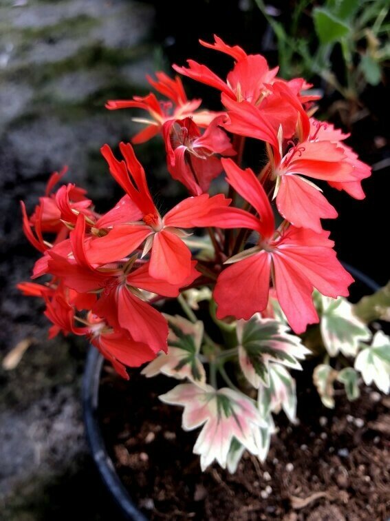 Pelargonium stellar miniatur Bob Newing A - Z Pelargonien Gaertnerei ...
