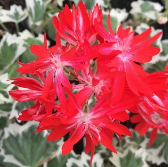 Pelargonium stellar miniatur Glittering Red A - Z Pelargonien ...