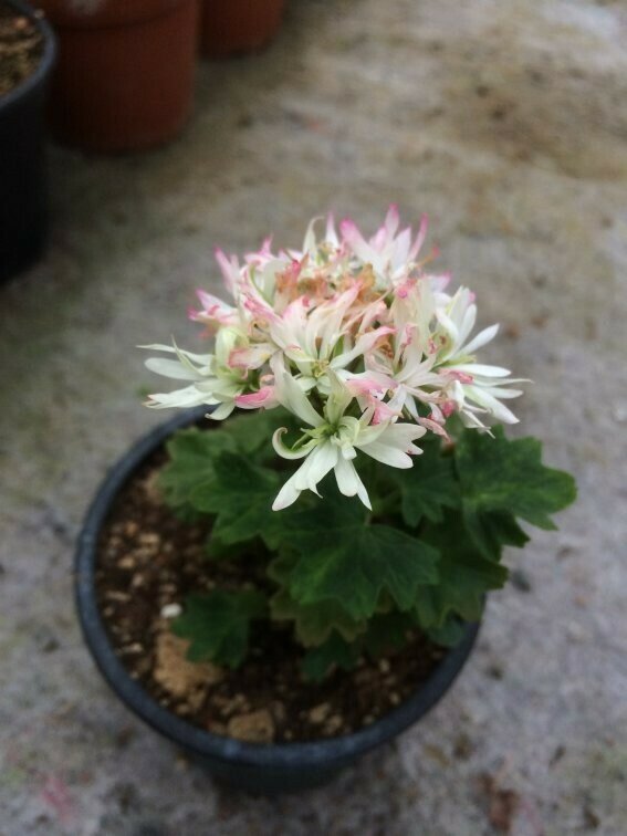 Pelargonium stellar miniatur Little Spikey A - Z Pelargonien Gaertnerei ...