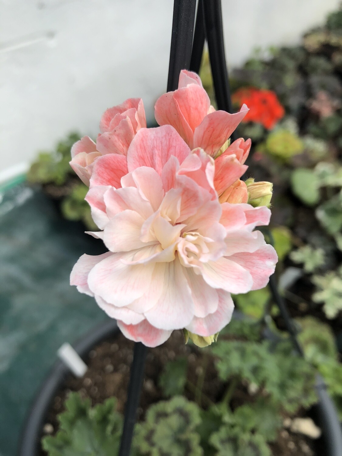 Pelargonium Zonartic Cara Gioia A - Z Pelargonien Gaertnerei Ralf Paul
