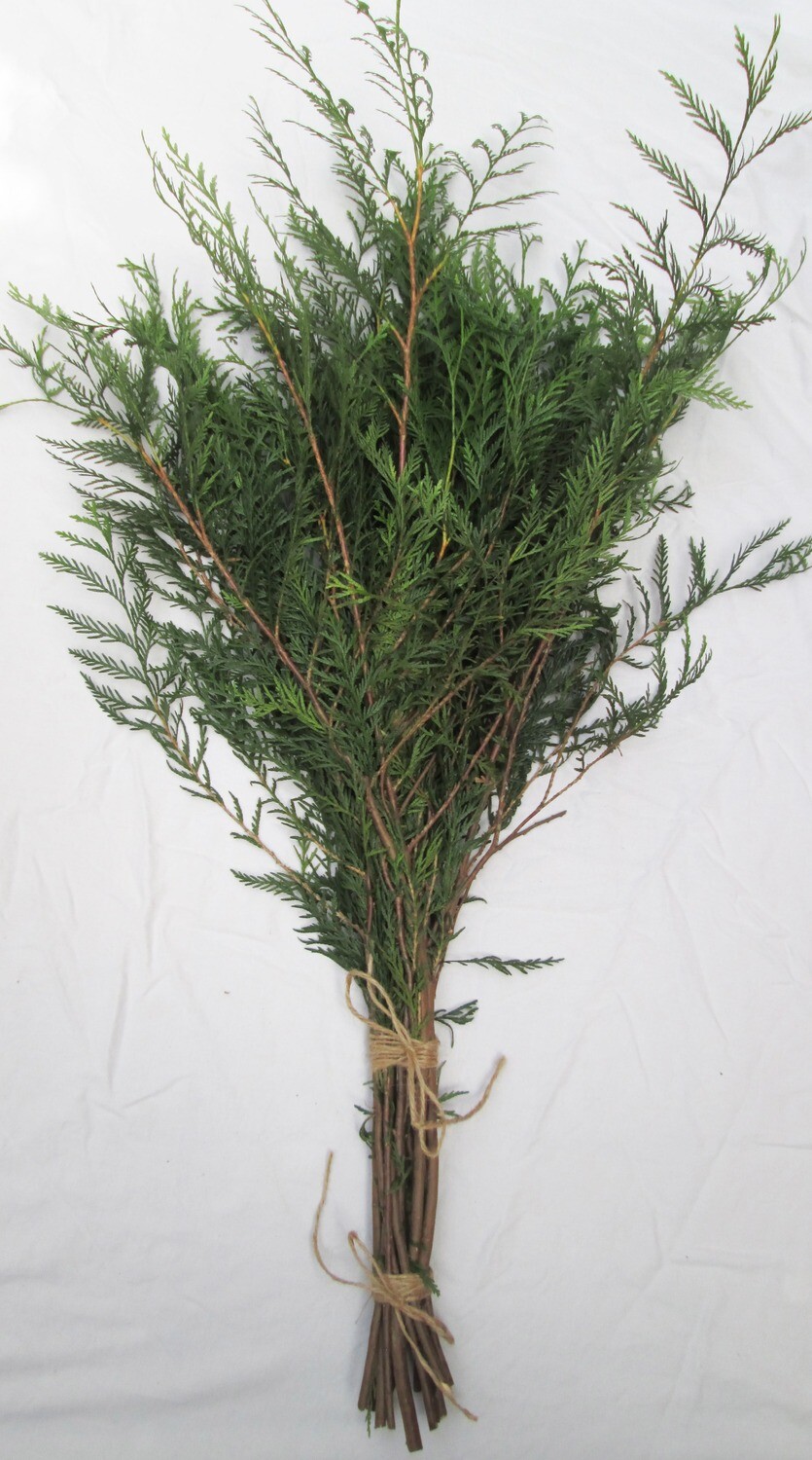 Natural Freshly Cut Green Western Cedar Fir Branch Bundle Smudge ...