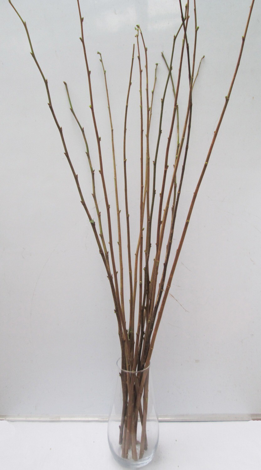 Natural Fresh English Hazel Branch Bundle Branch Stem Decoration Tall ...