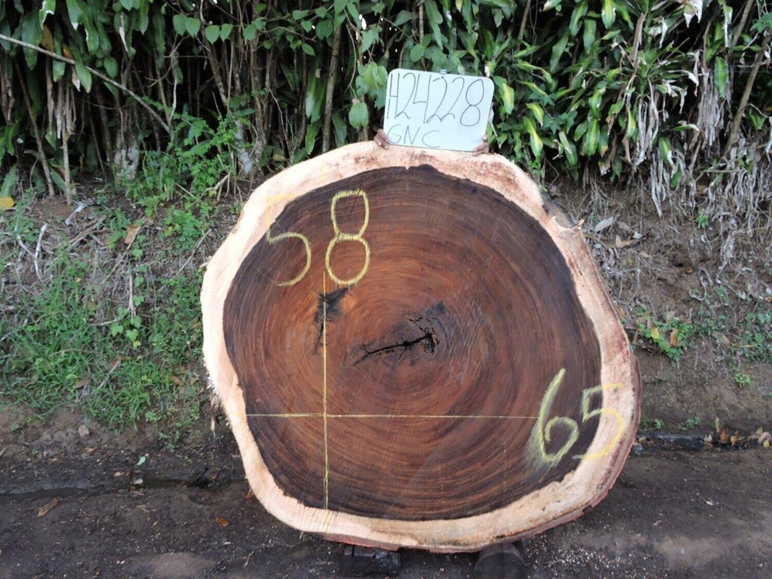 Parota, Live edge, Cross cut