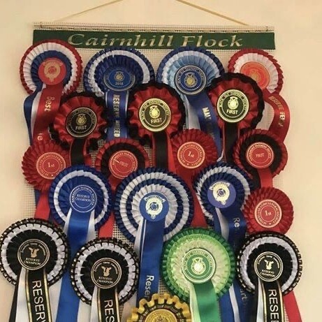 Rosette Holder From £8.99 ideas For Displaying Rosettes – Store ...