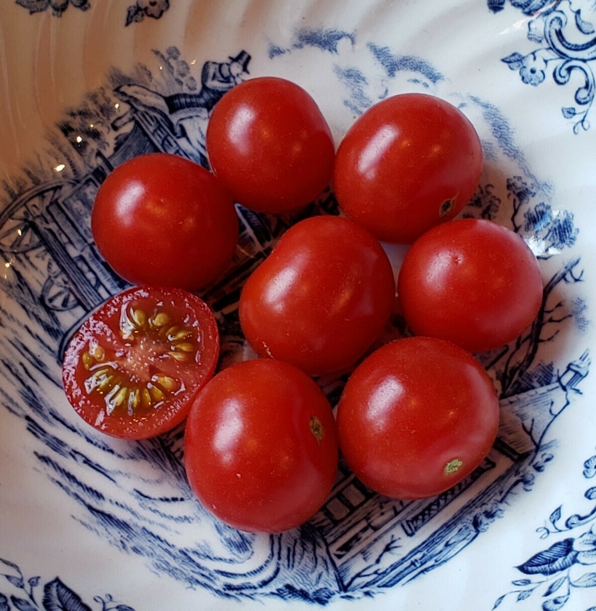 'Mexico Midget' Tomato